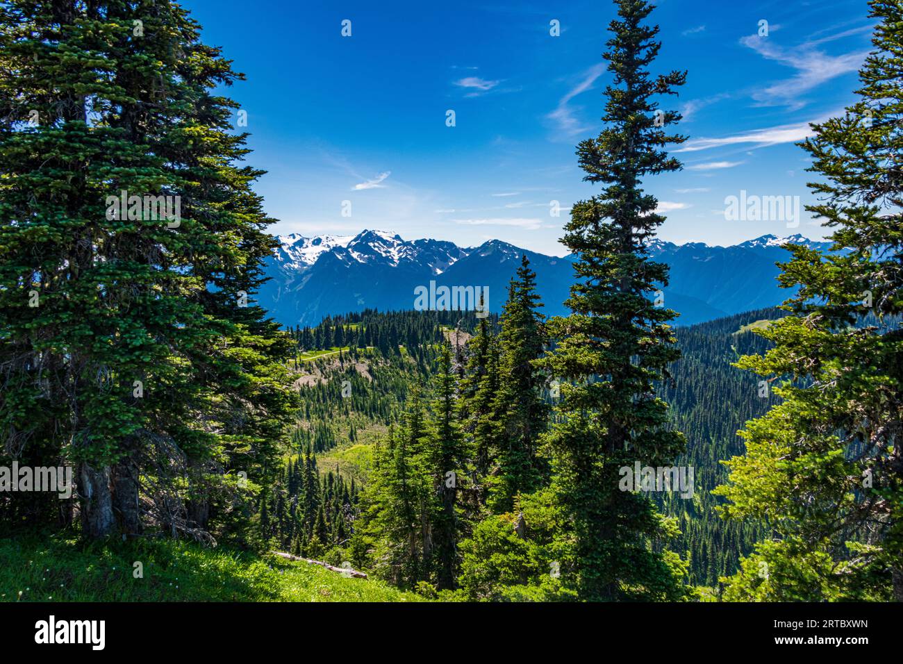 Wildflowers and beautiful views along the Hurricane Ridge trail Stock ...