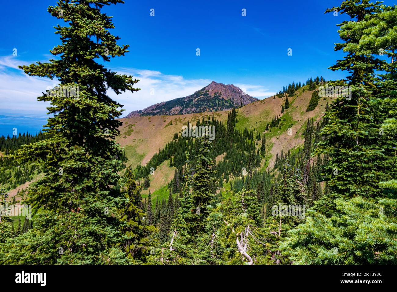 Wildflowers and beautiful views along the Hurricane Ridge trail Stock ...