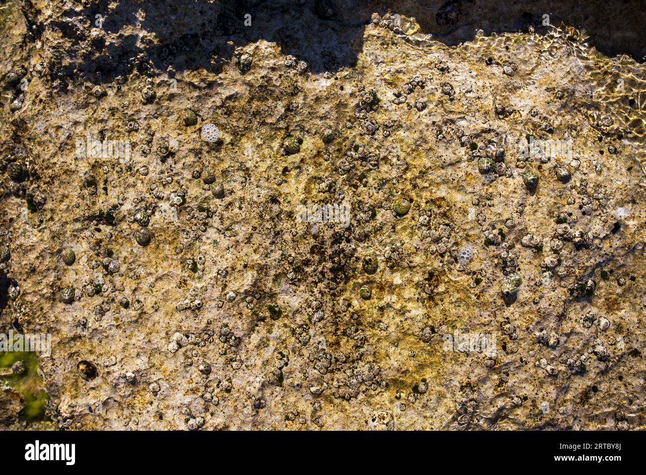 Algae on stone hi-res stock photography and images - Alamy