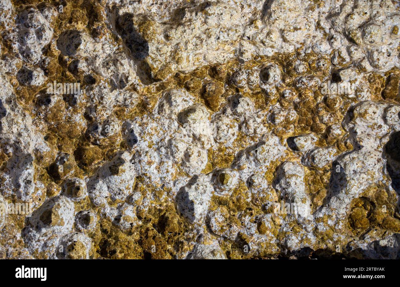 Close up of texture with algae on stone in sea Stock Photo - Alamy