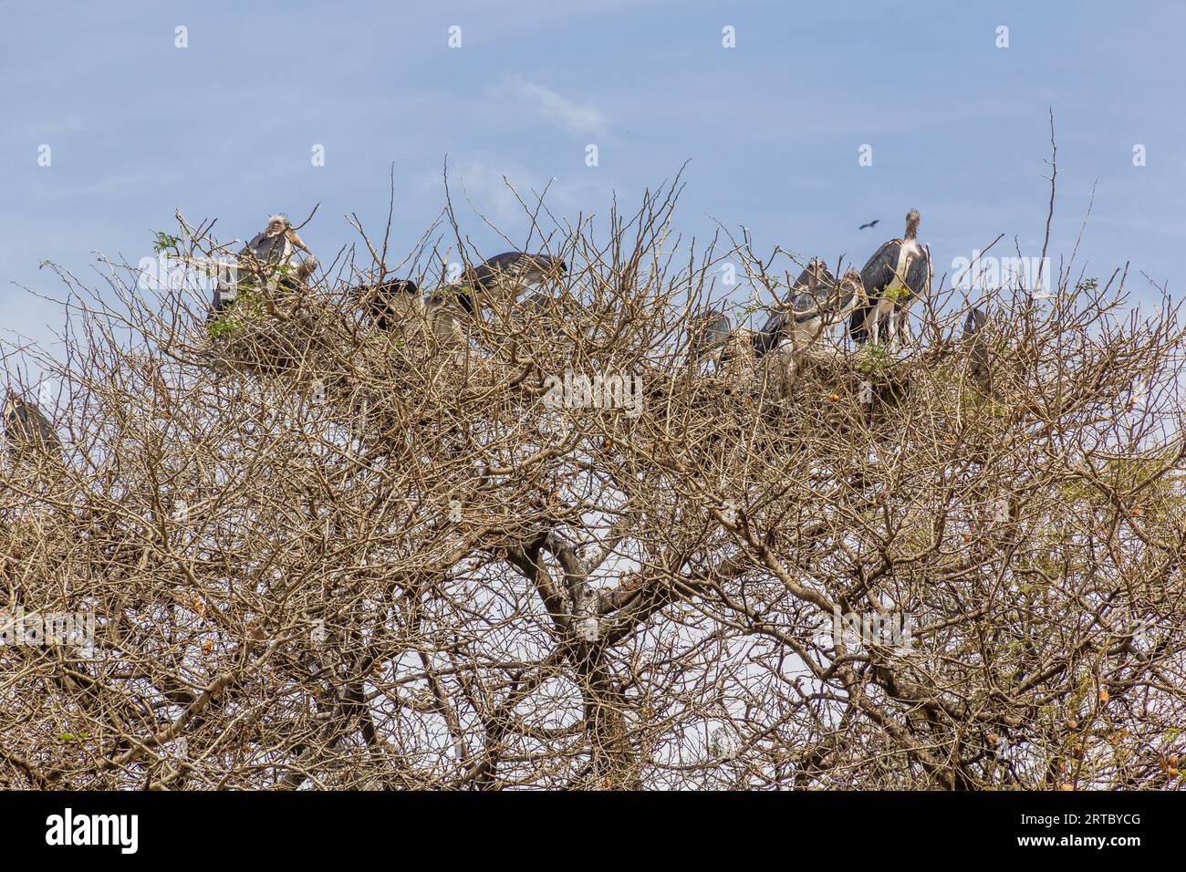 Marabou on a tree hi-res stock photography and images - Alamy