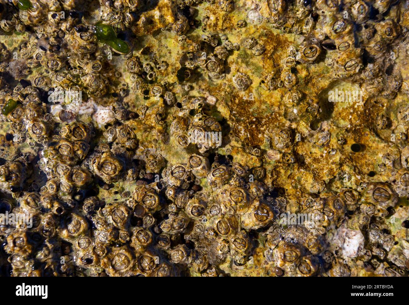 Close up of texture with algae on stone in sea Stock Photo - Alamy