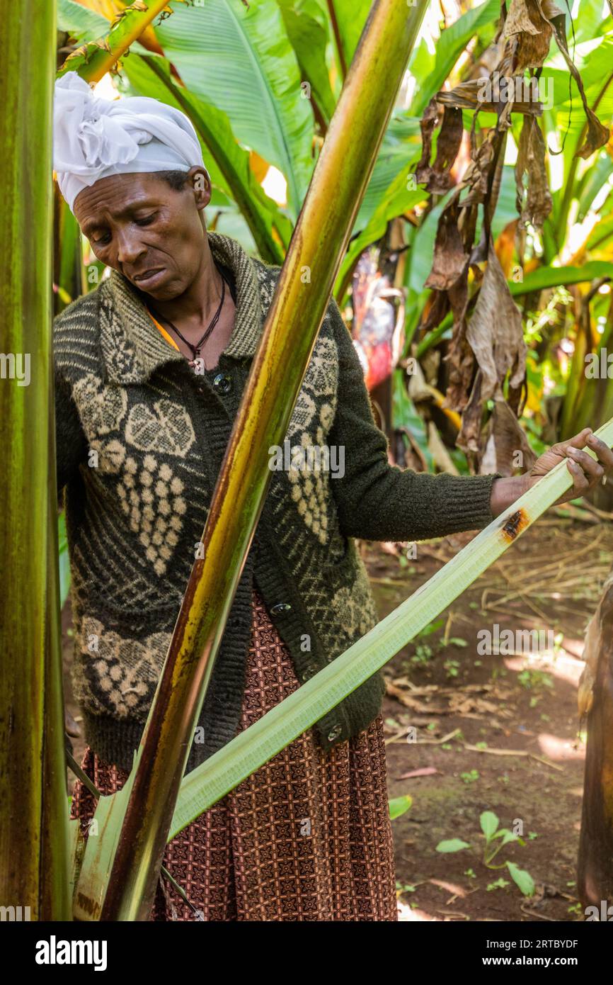 DORZE, ETHIOPIA - JANUARY 30, 2020: Dorze woman is collecting enset ...