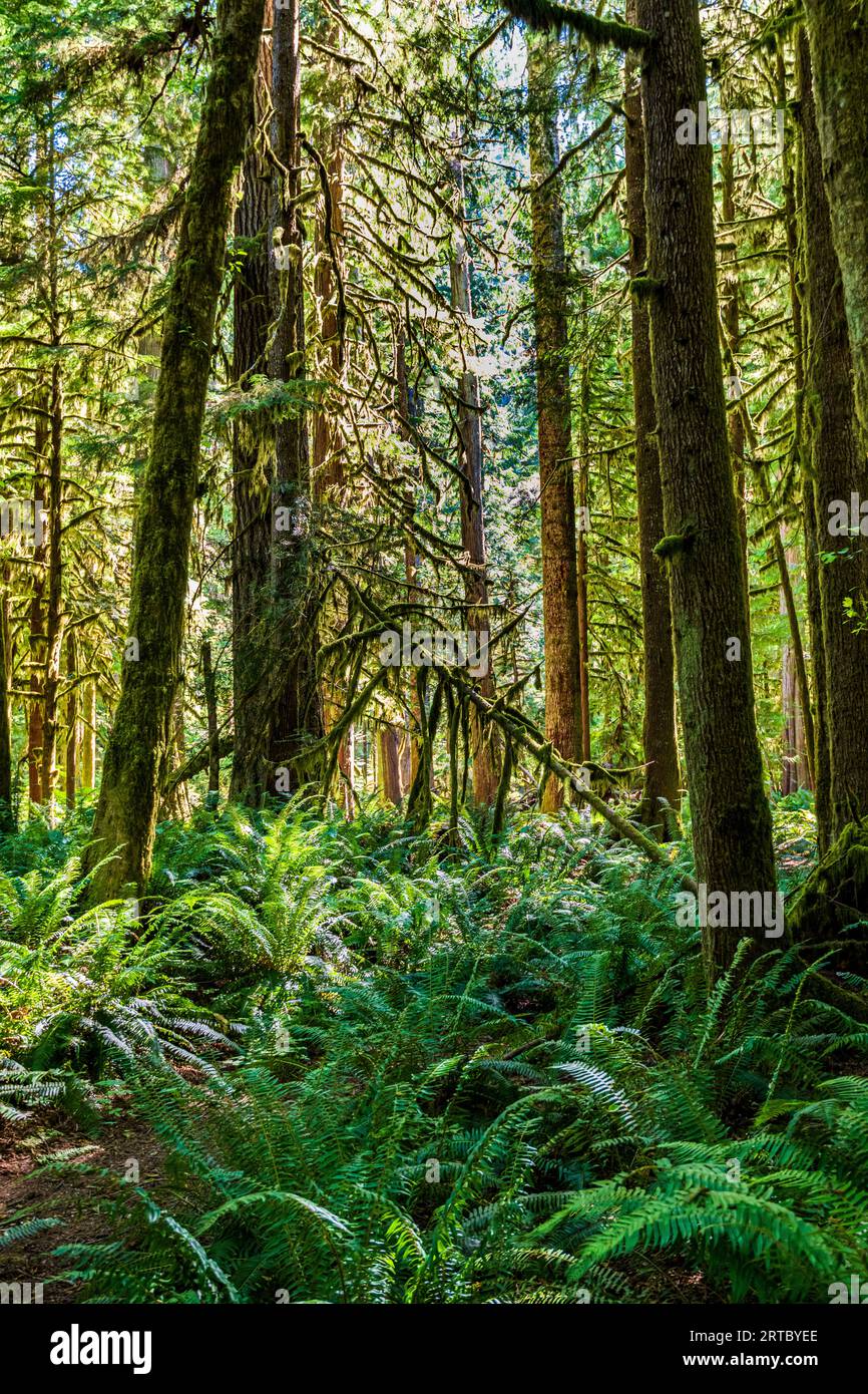 Old world forests with rivers and falls along the Merrymere Trail in ...