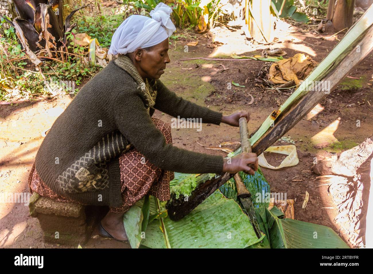 DORZE, ETHIOPIA - JANUARY 30, 2020: Dorze woman is harvesting enset ...