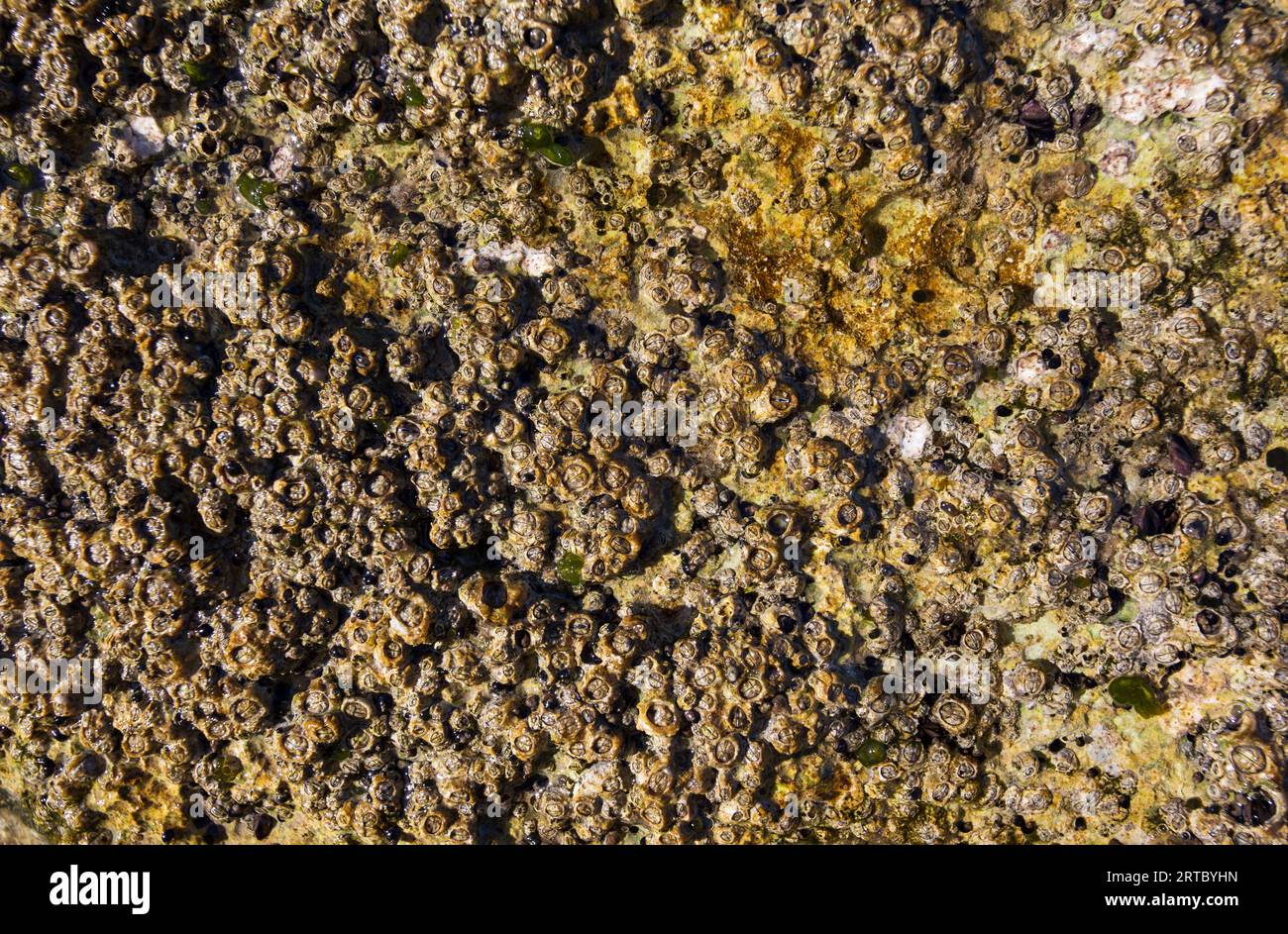 Algae on stone hi-res stock photography and images - Alamy