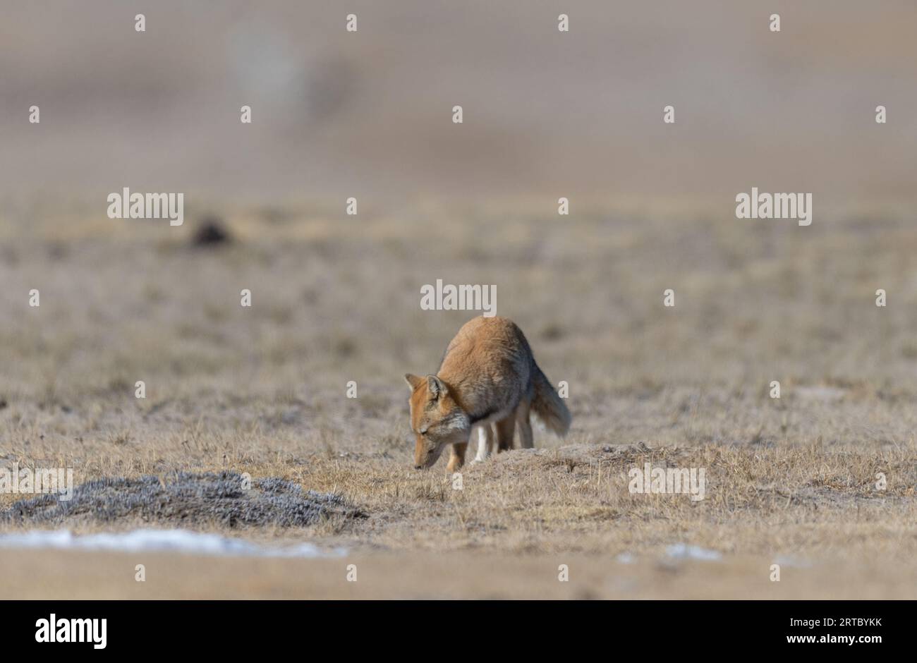 Tibetan sand fox from gurudongmar lake, North Sikkim Stock Photo - Alamy