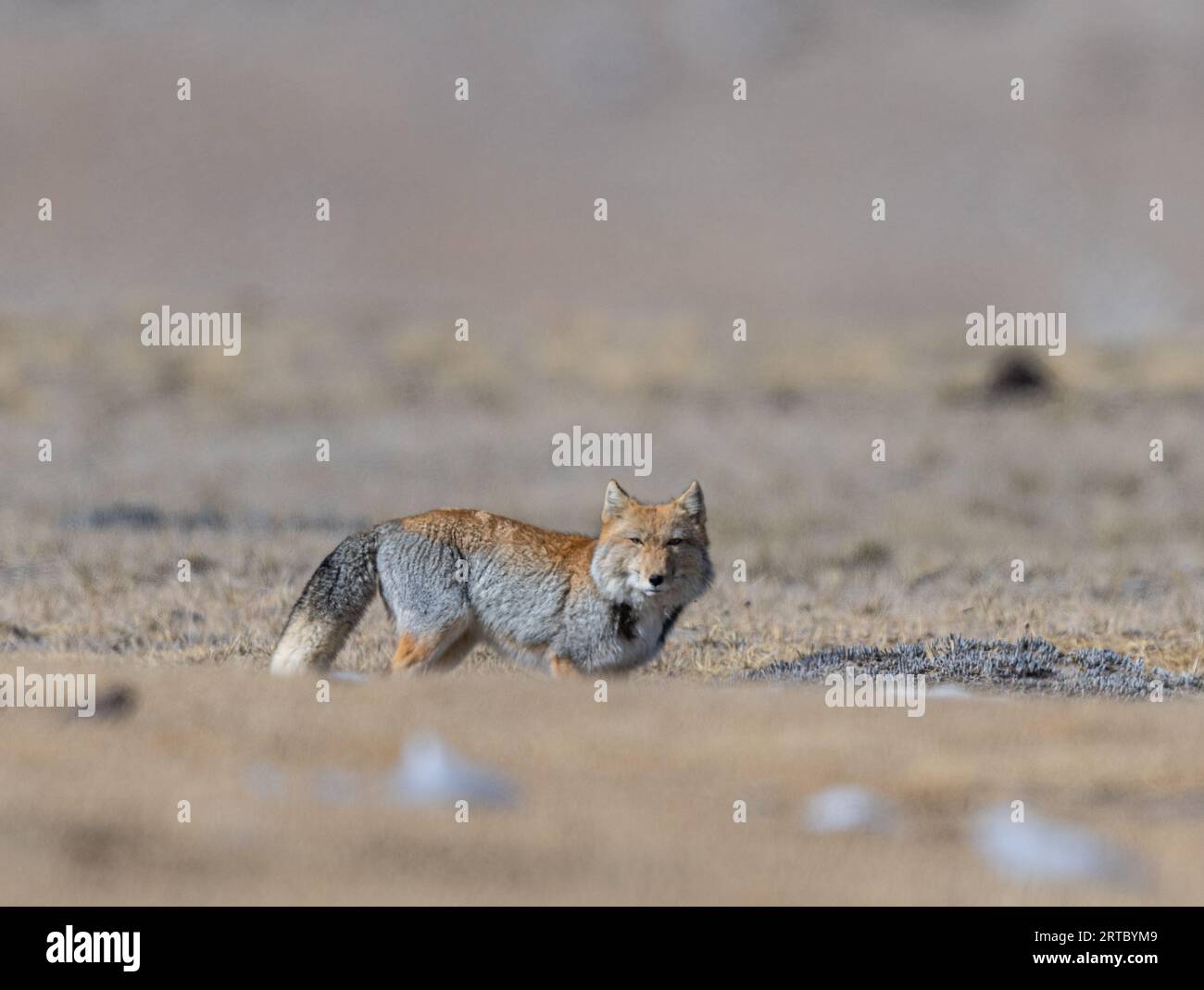 Tibetan sand fox from gurudongmar lake, North Sikkim Stock Photo - Alamy