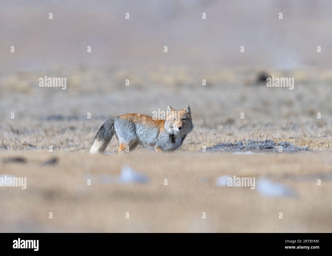 Tibetan sand fox from gurudongmar lake, North Sikkim Stock Photo - Alamy