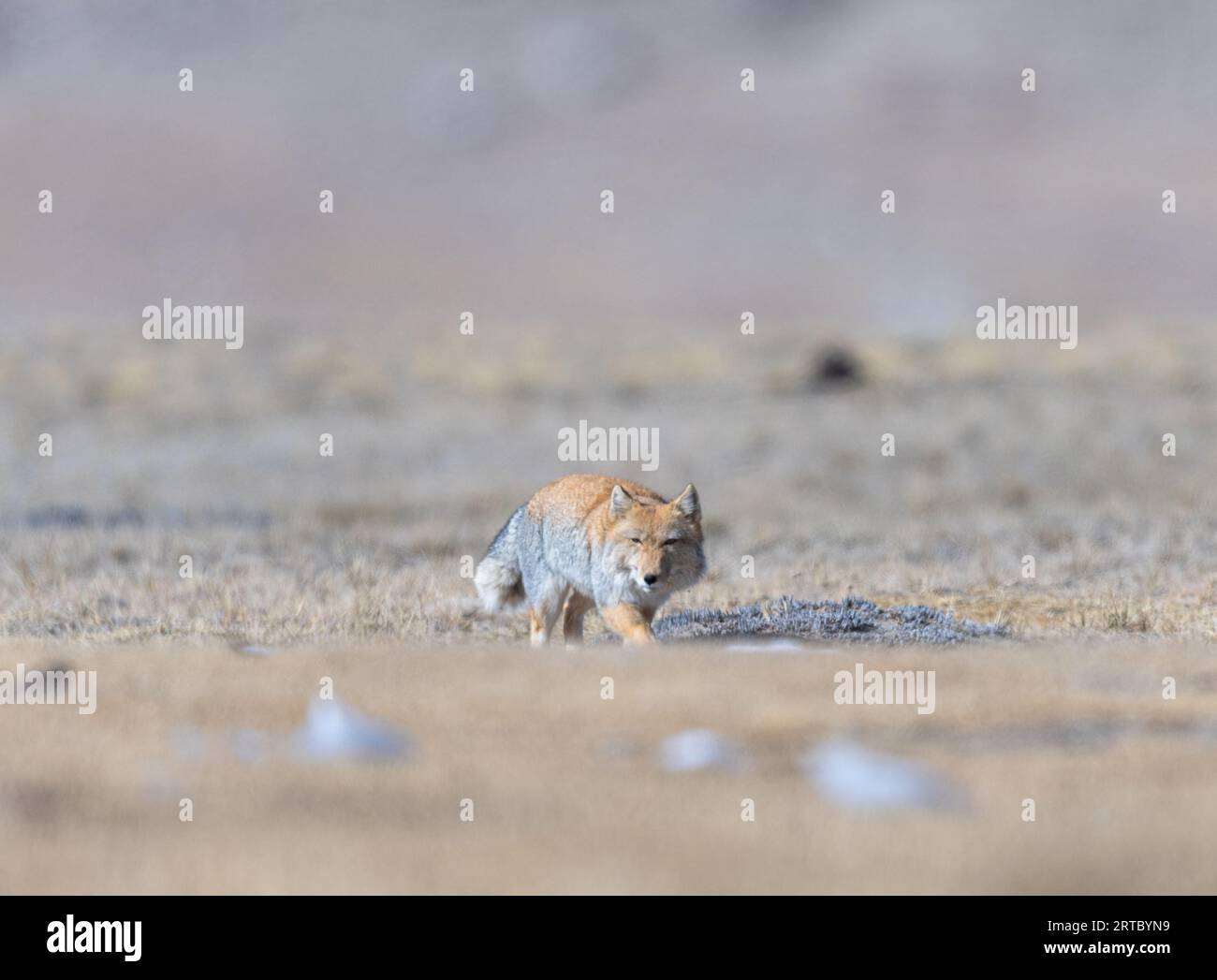 Tibetan sand fox from gurudongmar lake, North Sikkim Stock Photo - Alamy