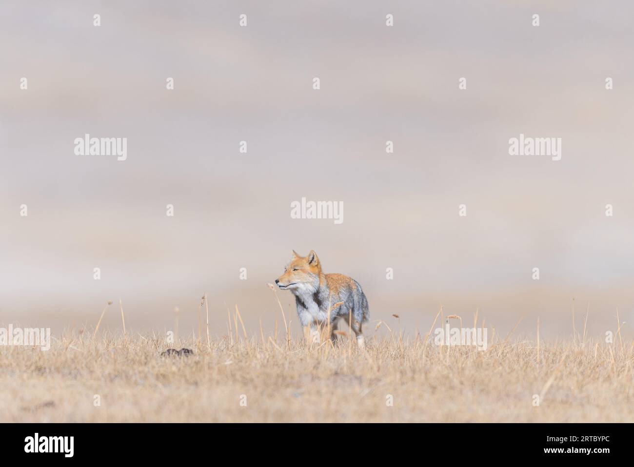 Tibetan sand fox from gurudongmar lake, North Sikkim Stock Photo - Alamy
