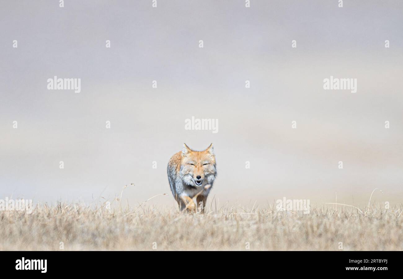Tibetan sand fox from gurudongmar lake, North Sikkim Stock Photo - Alamy
