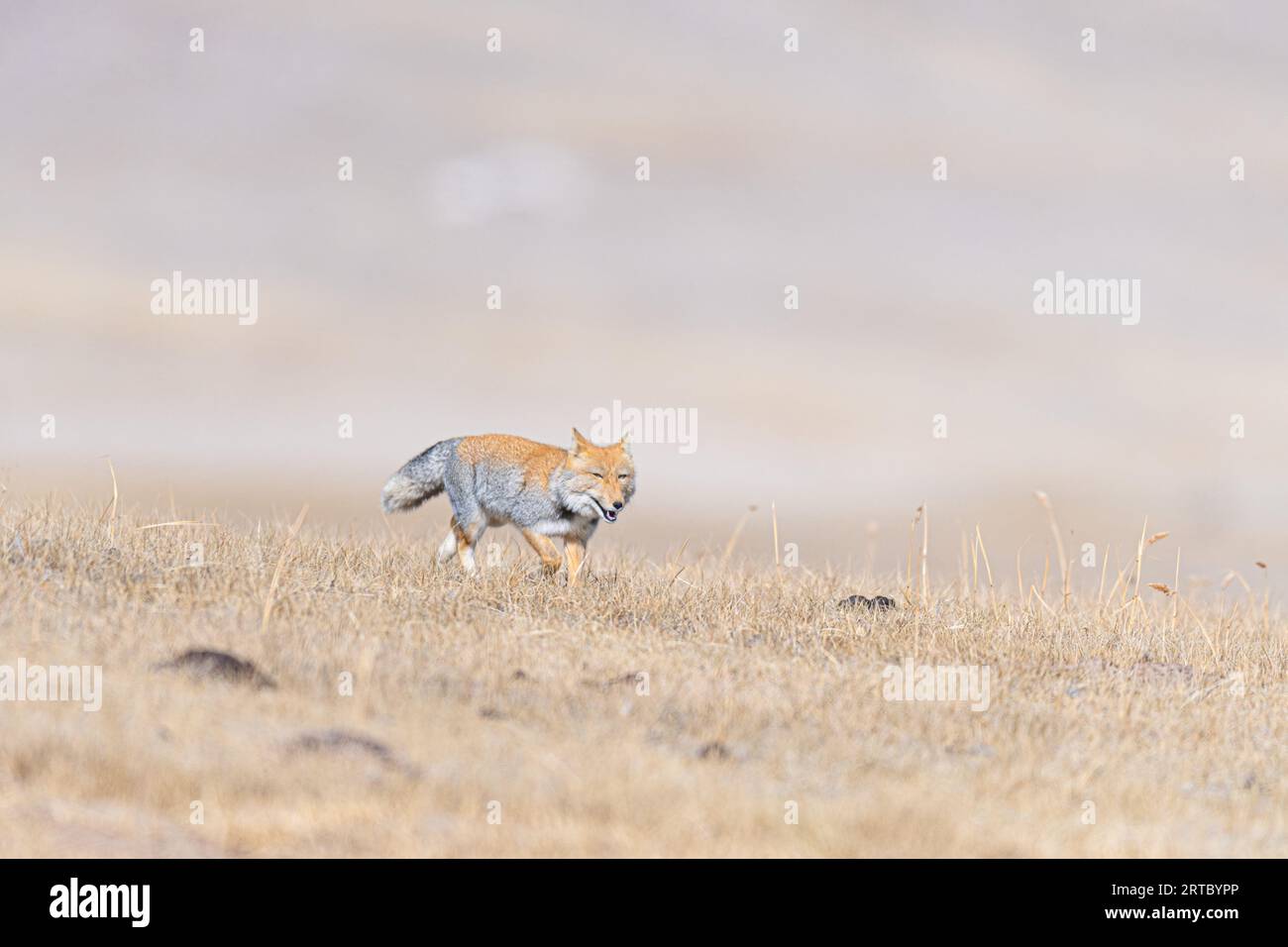 Tibetan sand fox from gurudongmar lake, North Sikkim Stock Photo - Alamy
