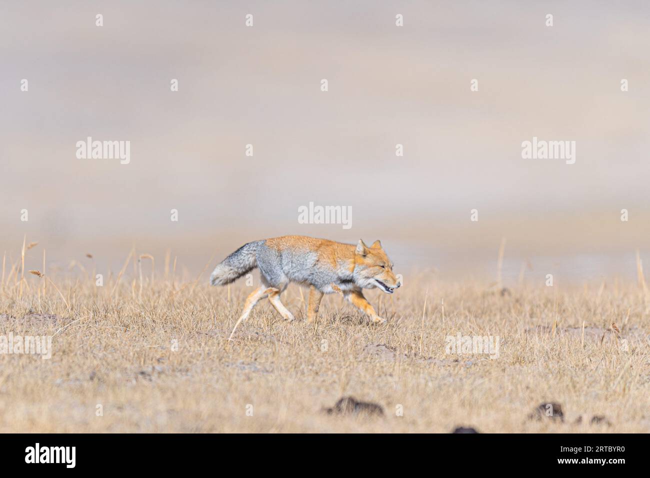 Tibetan sand fox from gurudongmar lake, North Sikkim Stock Photo - Alamy