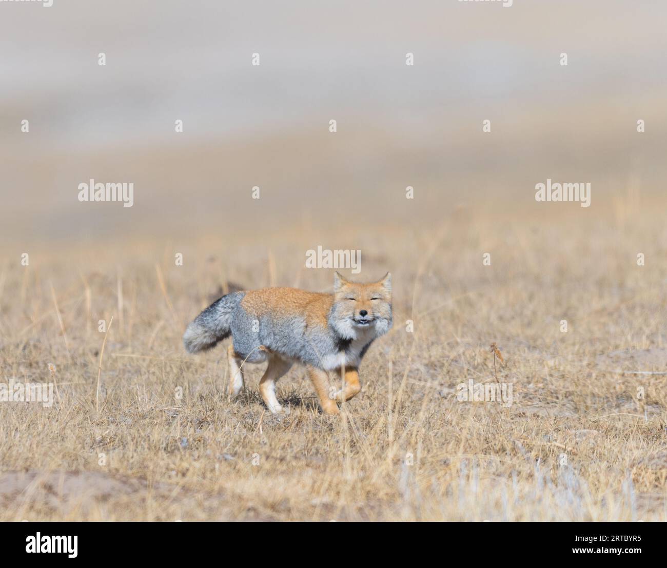 Tibetan sand fox from gurudongmar lake, North Sikkim Stock Photo - Alamy
