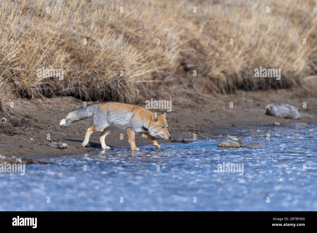 Tibetan sand fox from gurudongmar lake, North Sikkim Stock Photo - Alamy