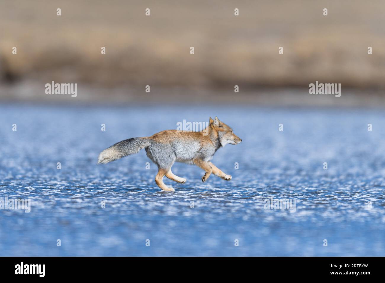 Tibetan sand fox from gurudongmar lake, North Sikkim Stock Photo - Alamy