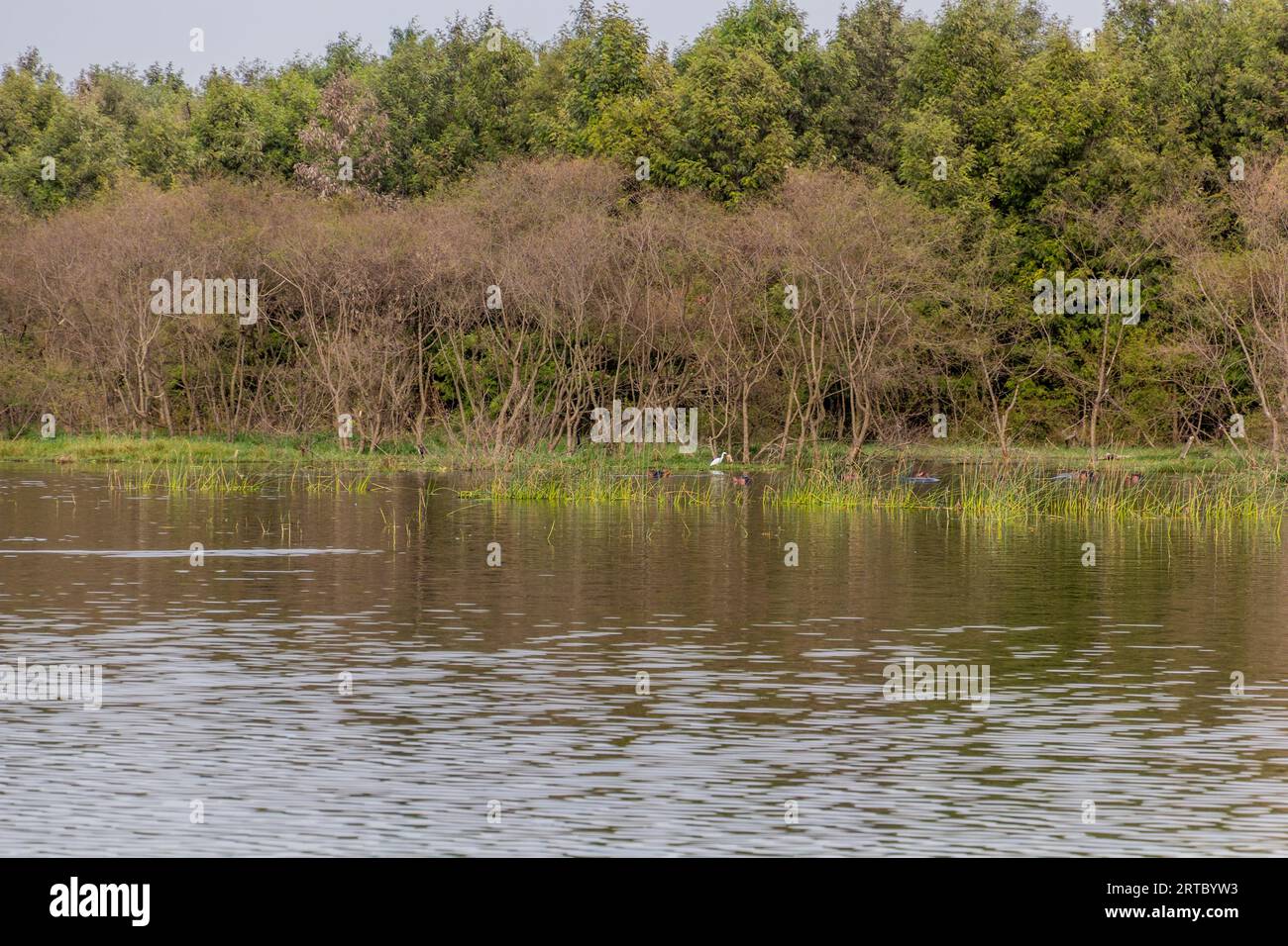 Coast of Awassa lake, Ethiopia Stock Photo - Alamy