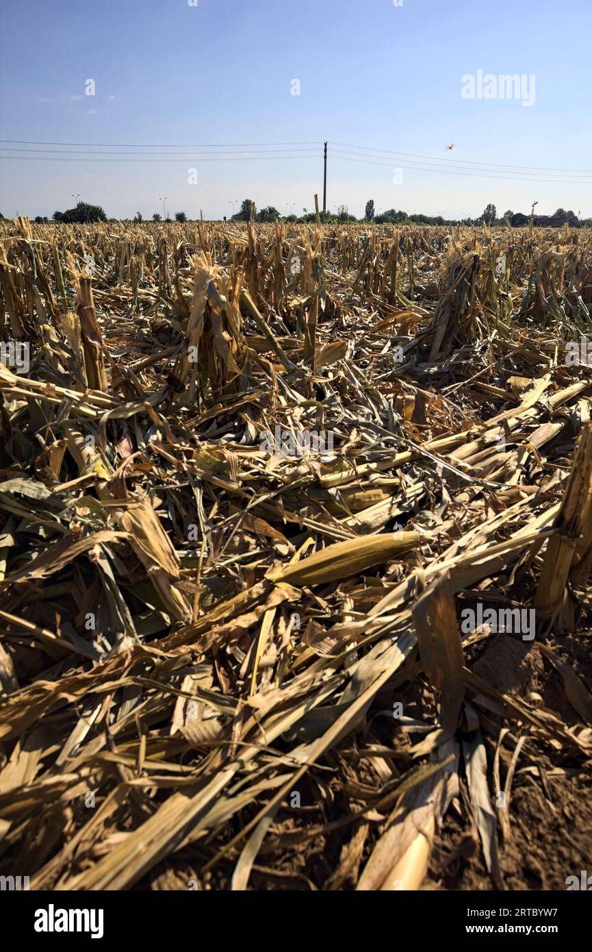 Mowed corn field with wooden pylons and over head cables on a sunny day ...