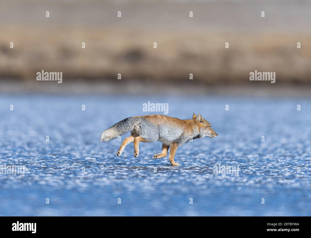 Tibetan sand fox from gurudongmar lake, North Sikkim Stock Photo - Alamy