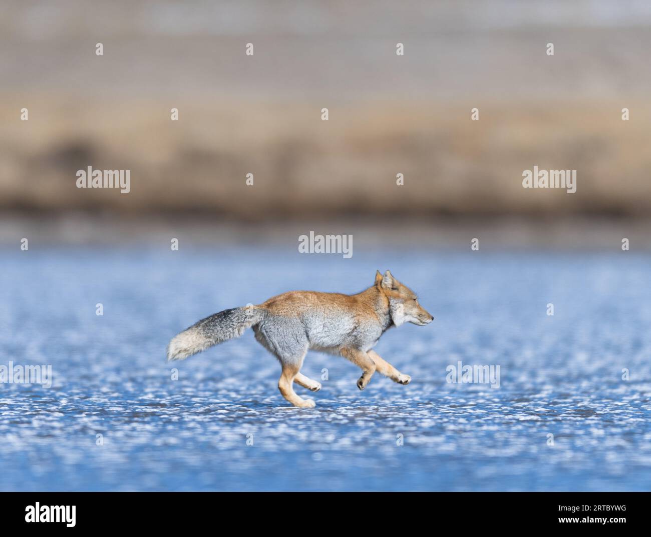 Tibetan sand fox from gurudongmar lake, North Sikkim Stock Photo - Alamy