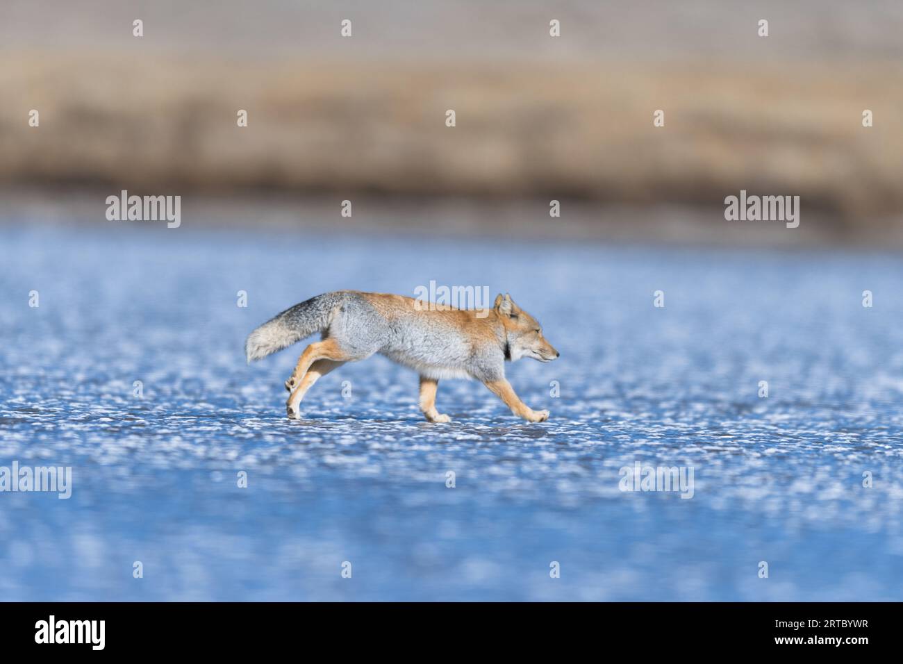 Tibetan sand fox from gurudongmar lake, North Sikkim Stock Photo - Alamy