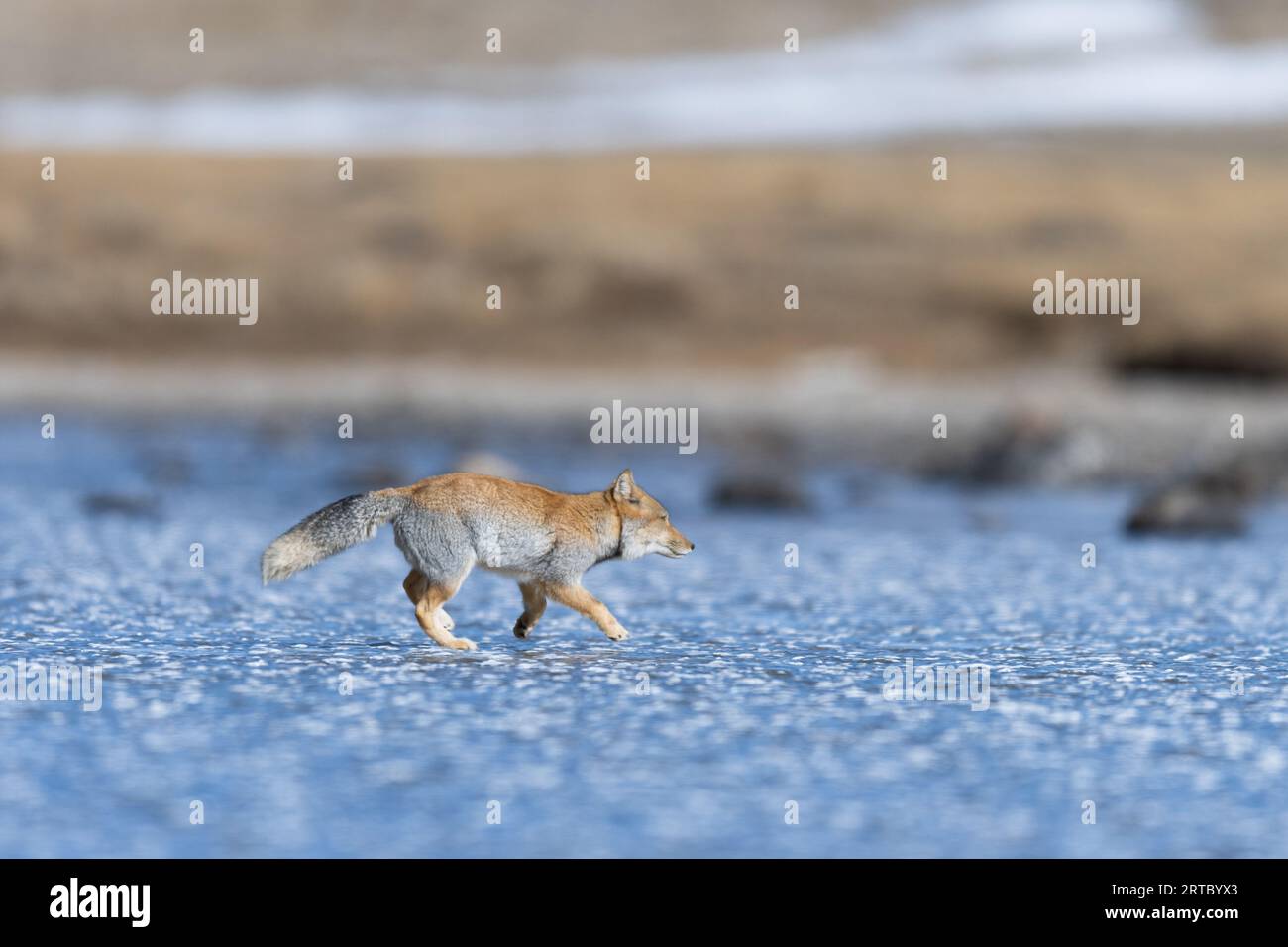 Tibetan sand fox from gurudongmar lake, North Sikkim Stock Photo - Alamy