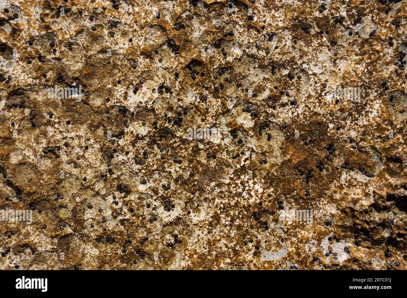 Algae on stone hi-res stock photography and images - Alamy