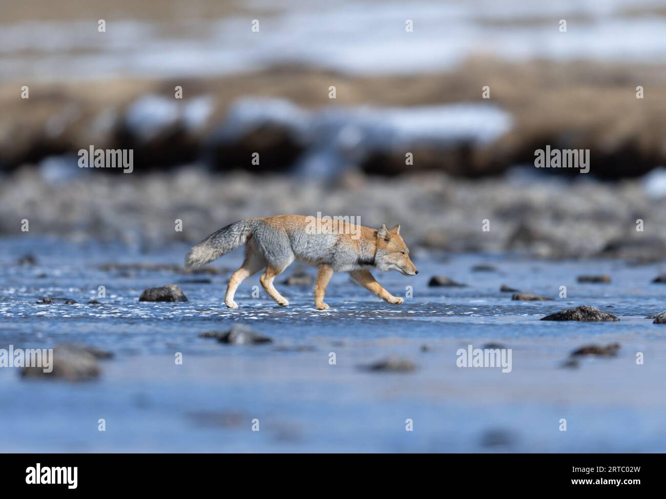 Tibetan sand fox from gurudongmar lake, North Sikkim Stock Photo - Alamy