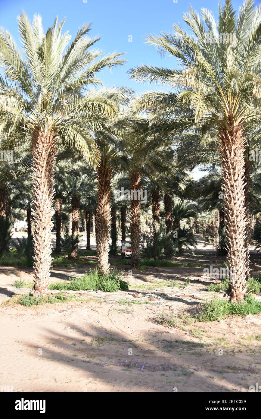 Yuma, AZ USA. 3/14/2023. Martha’s Gardens Medjool Date Farm was founded ...