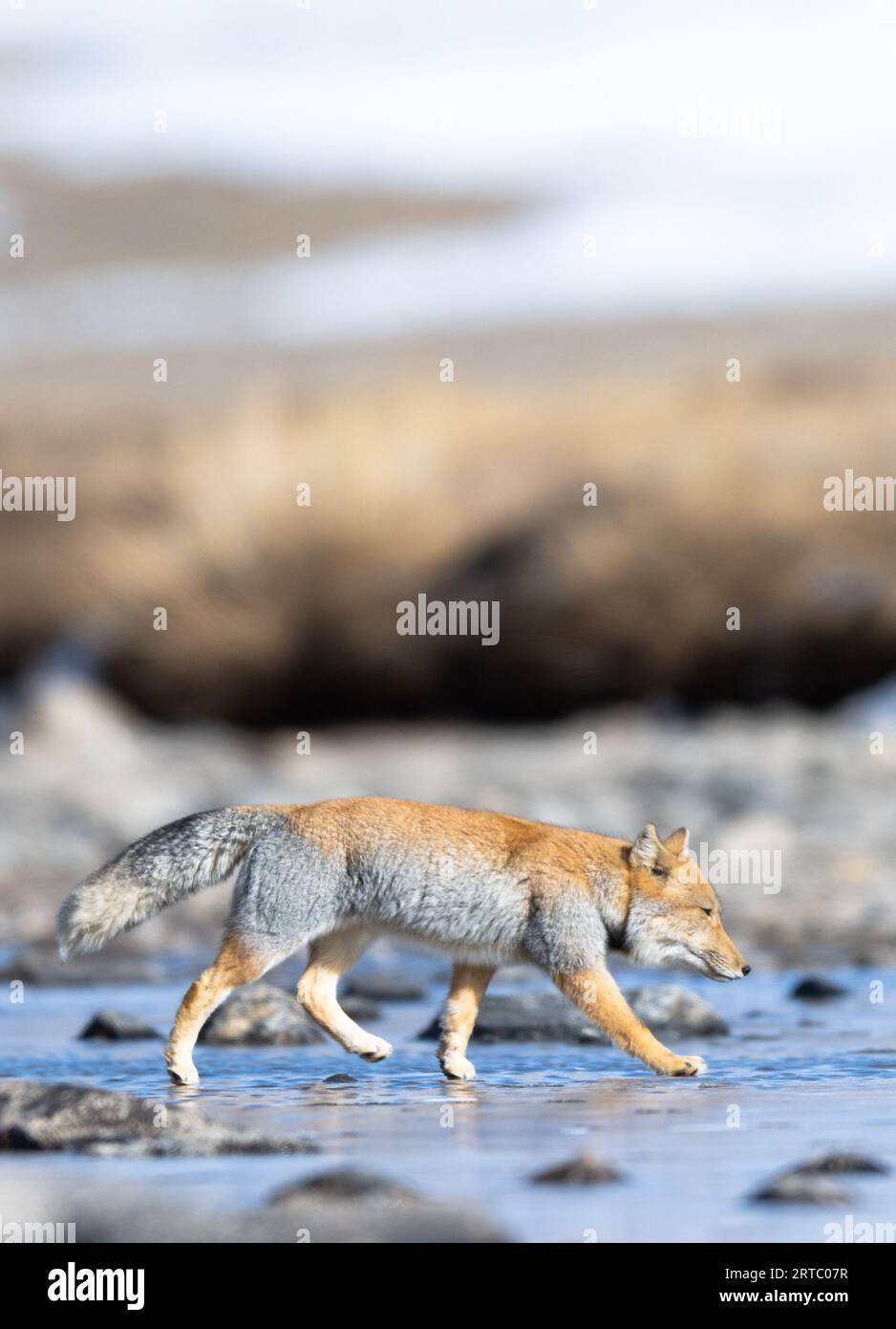 Tibetan sand fox from gurudongmar lake, North Sikkim Stock Photo - Alamy