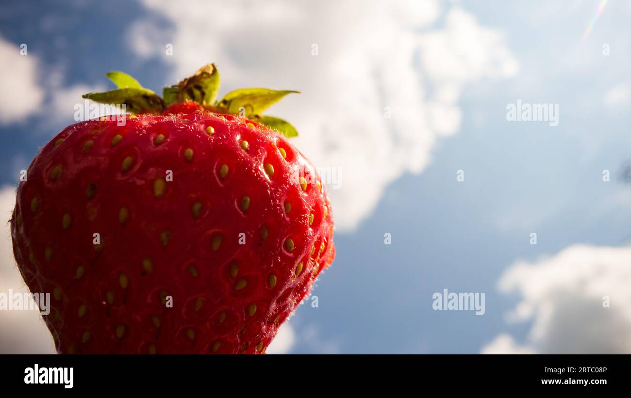 Strawberry close-up against a bright blue sky with sun rays. The ...