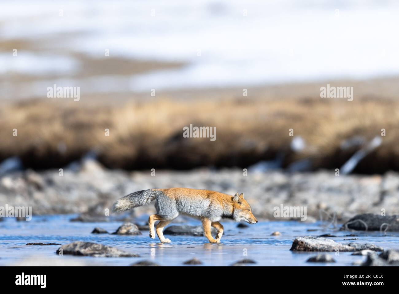 Tibetan sand fox from gurudongmar lake, North Sikkim Stock Photo - Alamy