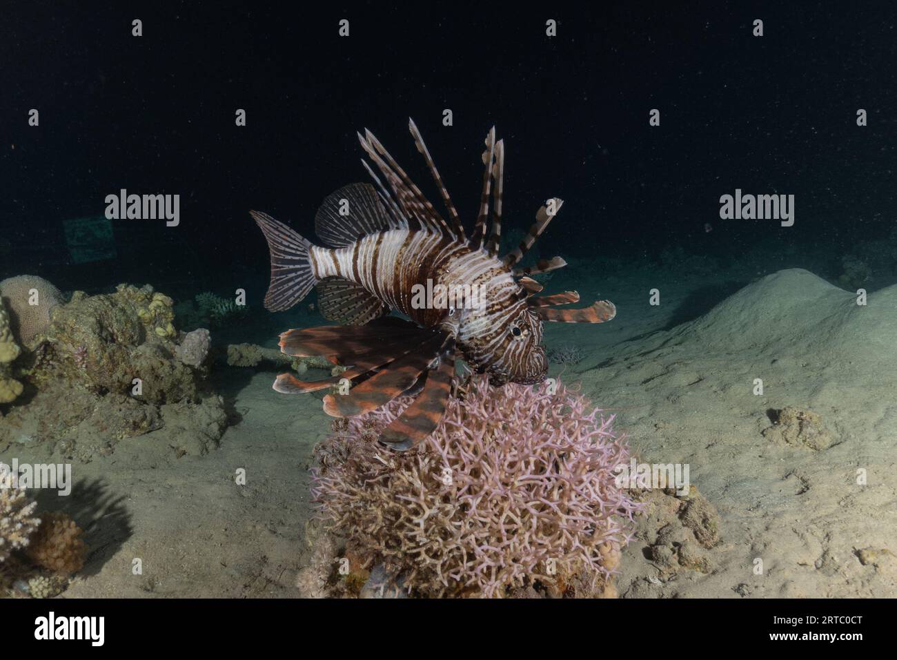 Lionfish in the Red Sea colorful fish, Eilat Israel Stock Photo - Alamy