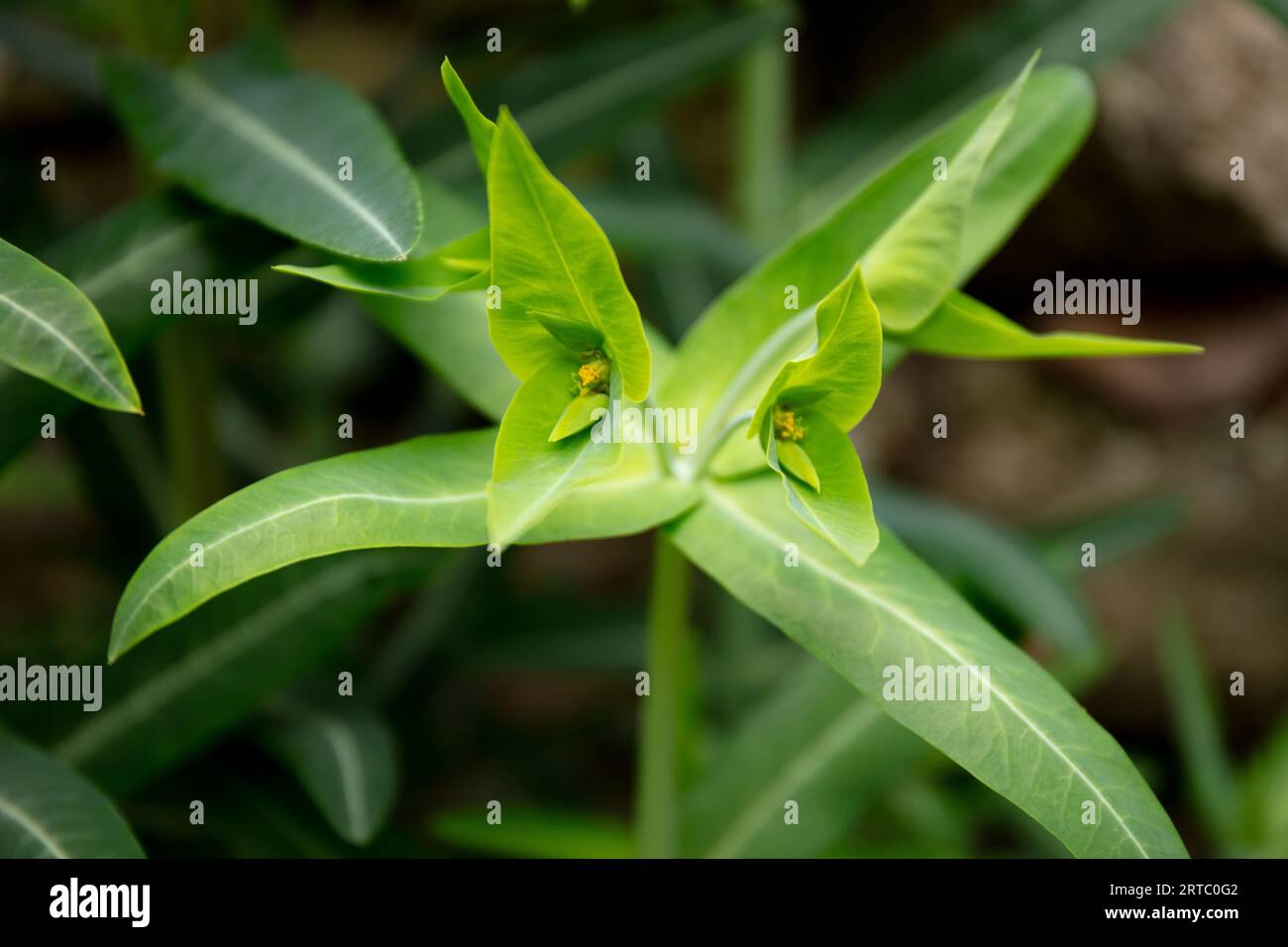 Close-up of young leaves and green flower of Caper Spurge, Euphorbia ...