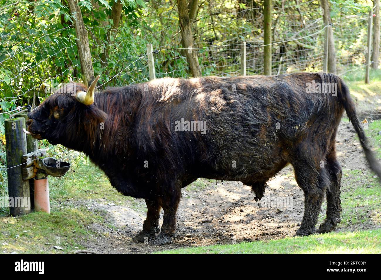 Austria, Scottish highland cattle aka Kyloe on pasture Stock Photo - Alamy