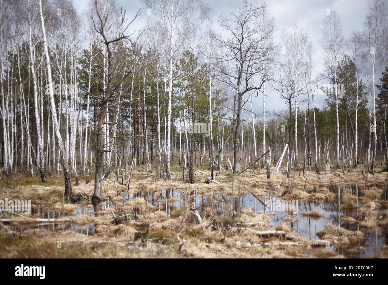 Spring floods capture areas of forests Stock Photo - Alamy