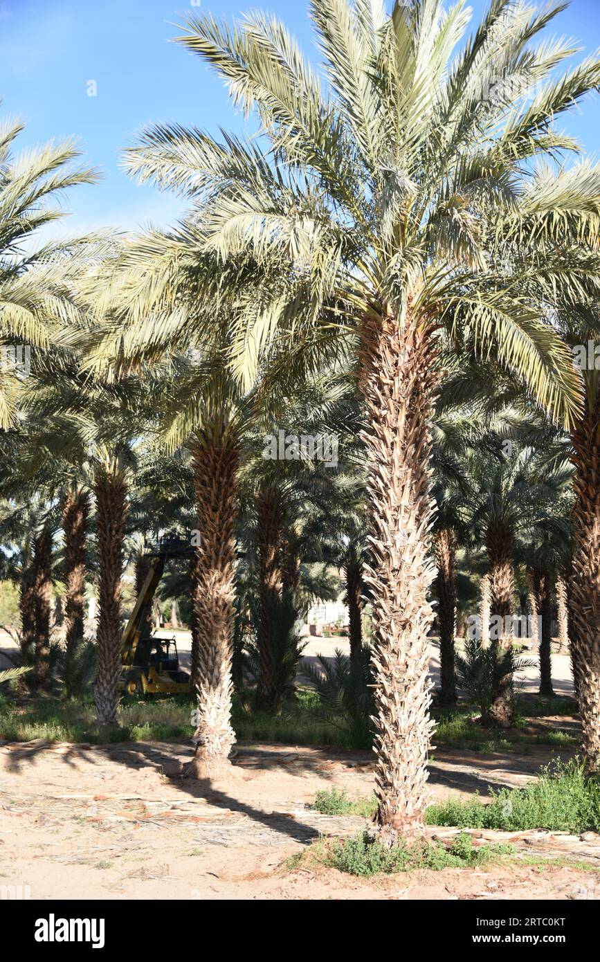 Yuma, AZ USA. 3/14/2023. Martha’s Gardens Medjool Date Farm was founded ...