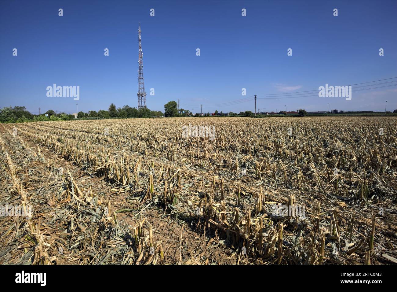 Mowed corn field next to a road with wooden pylons and a radio antenna ...