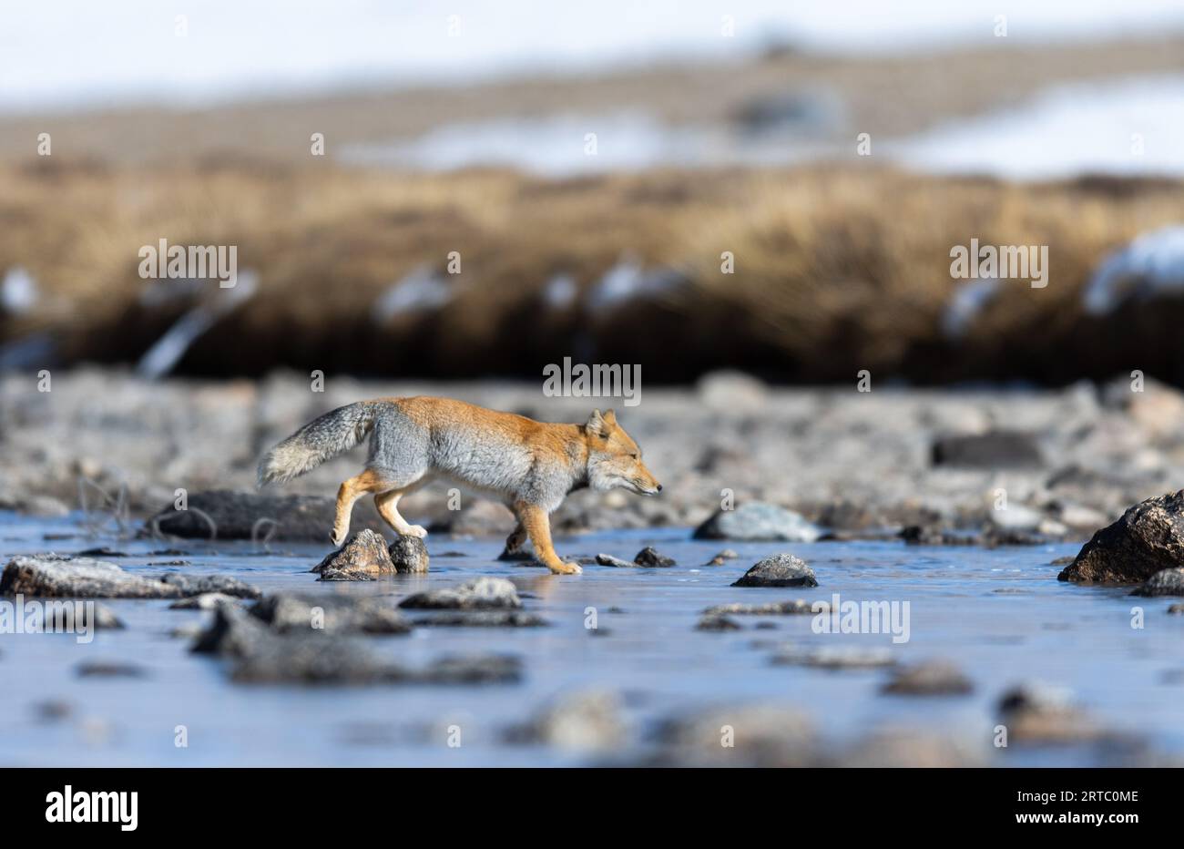 Tibetan sand fox from gurudongmar lake, North Sikkim Stock Photo - Alamy