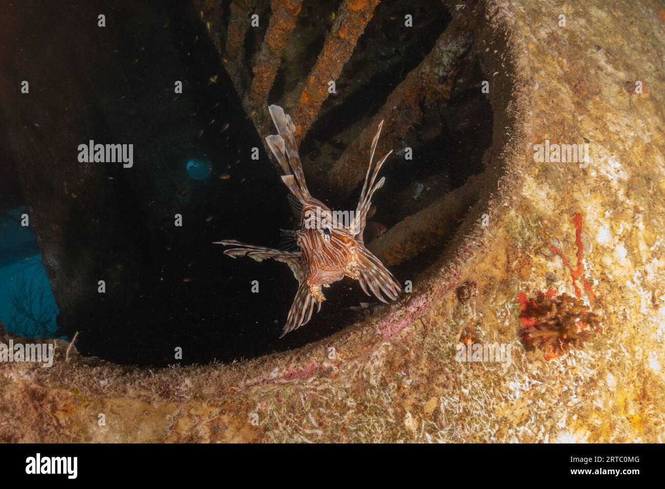 Lionfish in the Red Sea colorful fish, Eilat Israel Stock Photo - Alamy