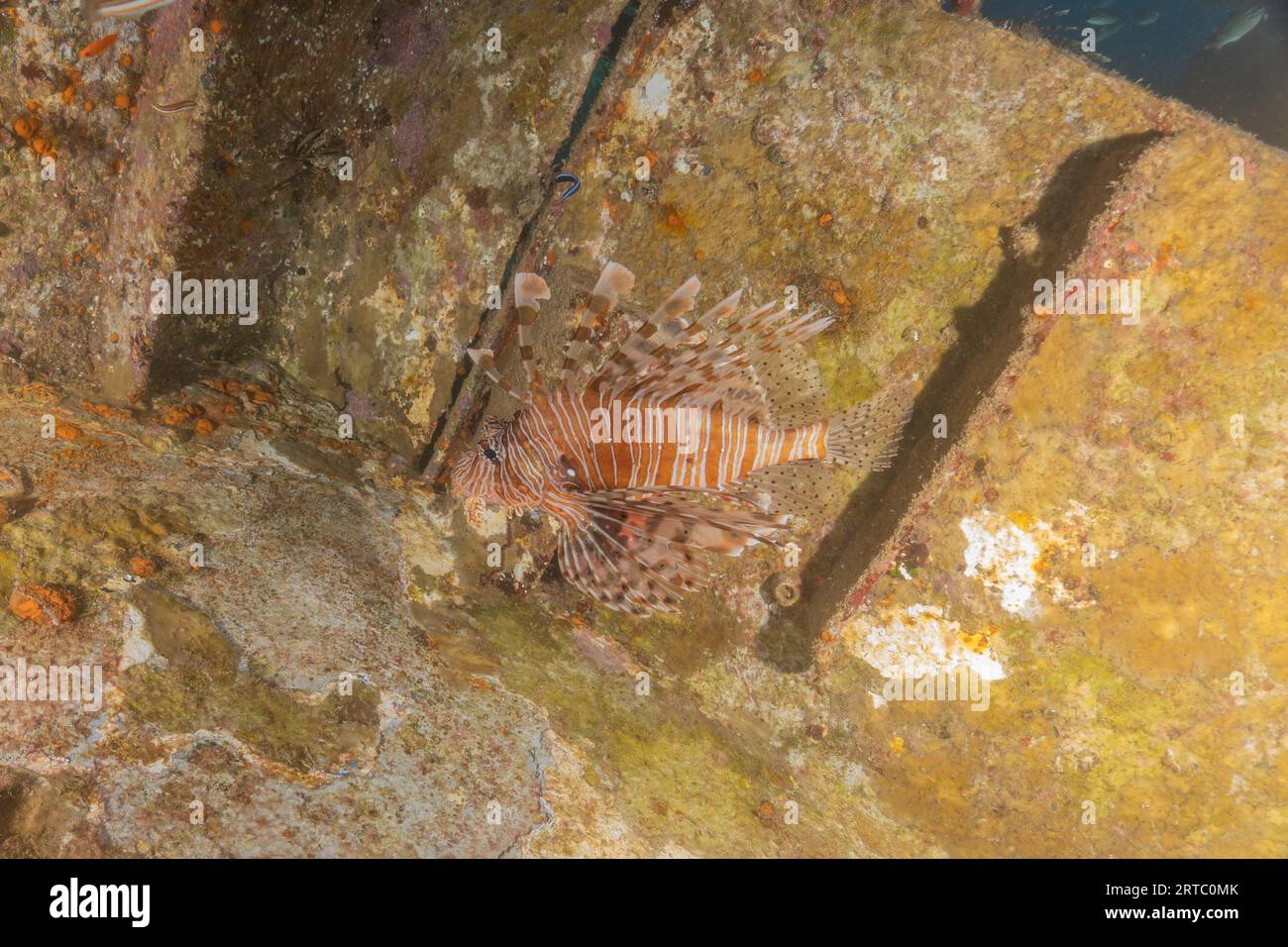 Lionfish in the Red Sea colorful fish, Eilat Israel Stock Photo - Alamy