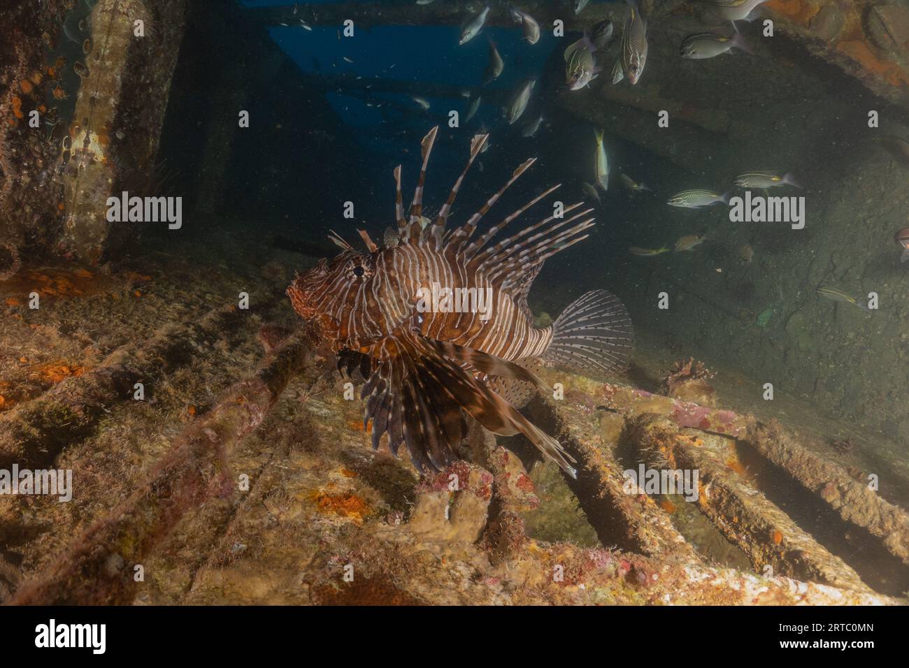 Lion fish red sea hi-res stock photography and images - Alamy