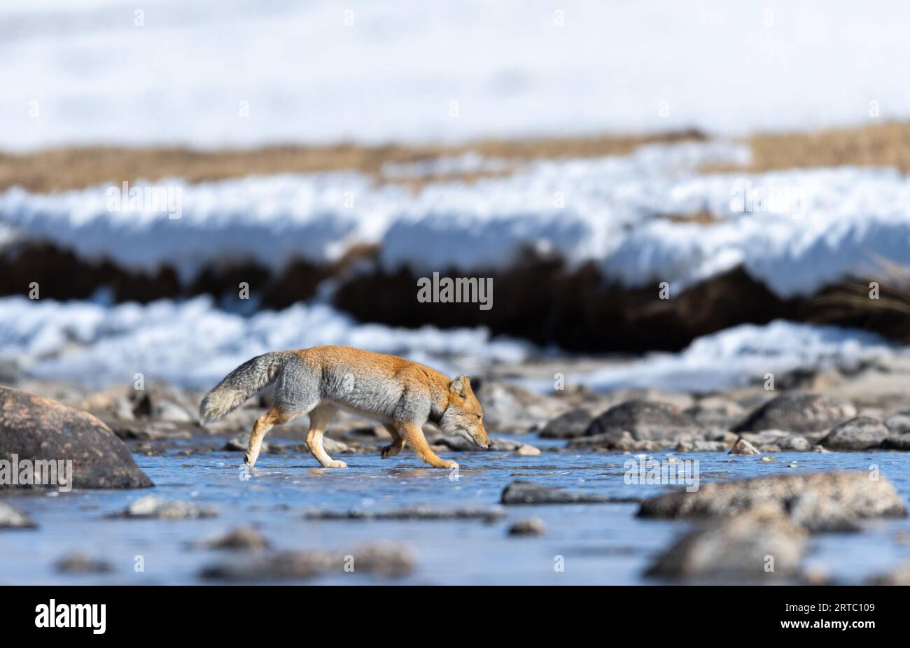 Tibetan sand fox from gurudongmar lake, North Sikkim Stock Photo - Alamy