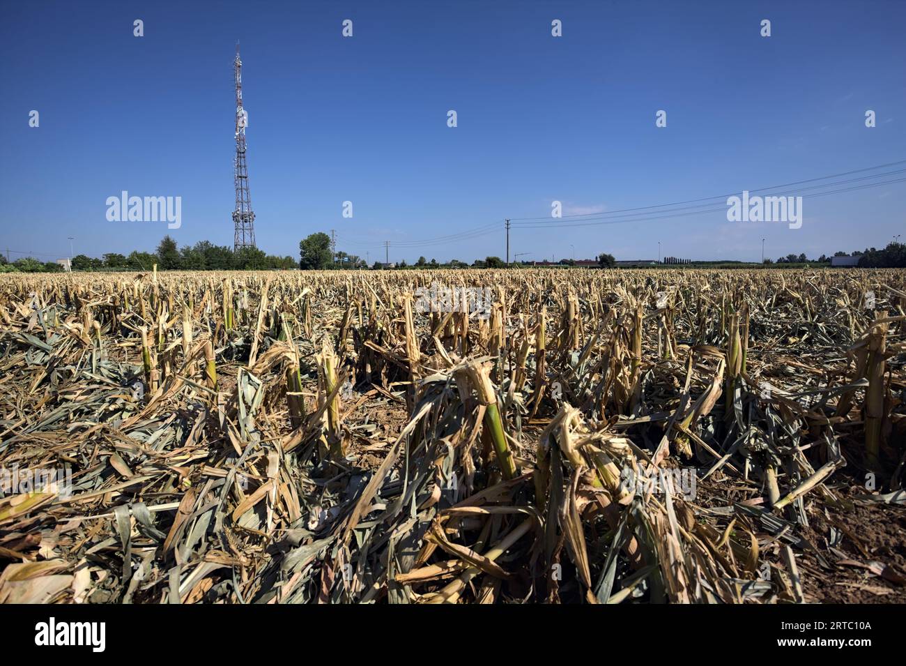 Mowed corn field next to a road with wooden pylons and a radio antenna ...