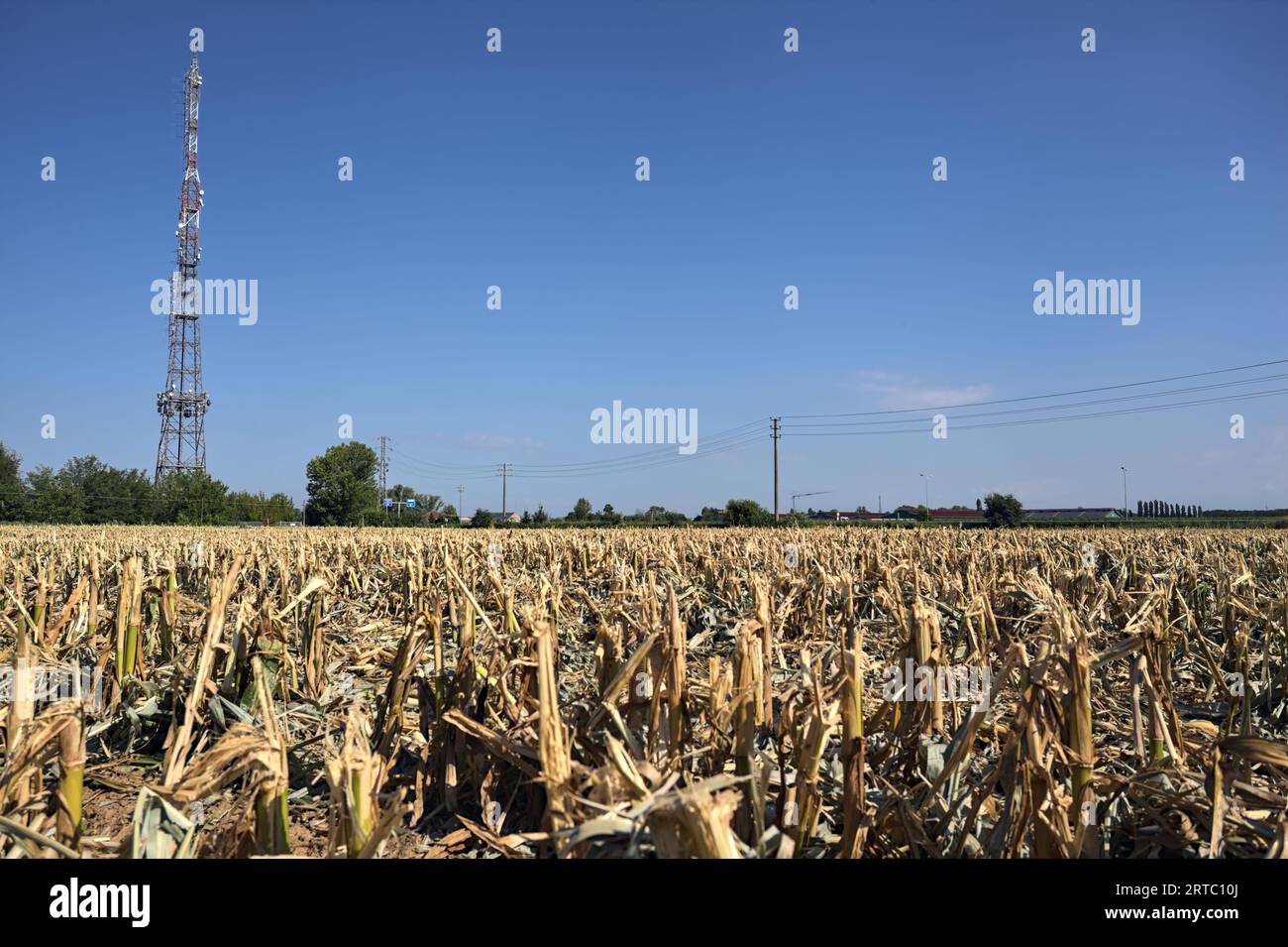 Mowed corn field next to a road with wooden pylons and a radio antenna ...