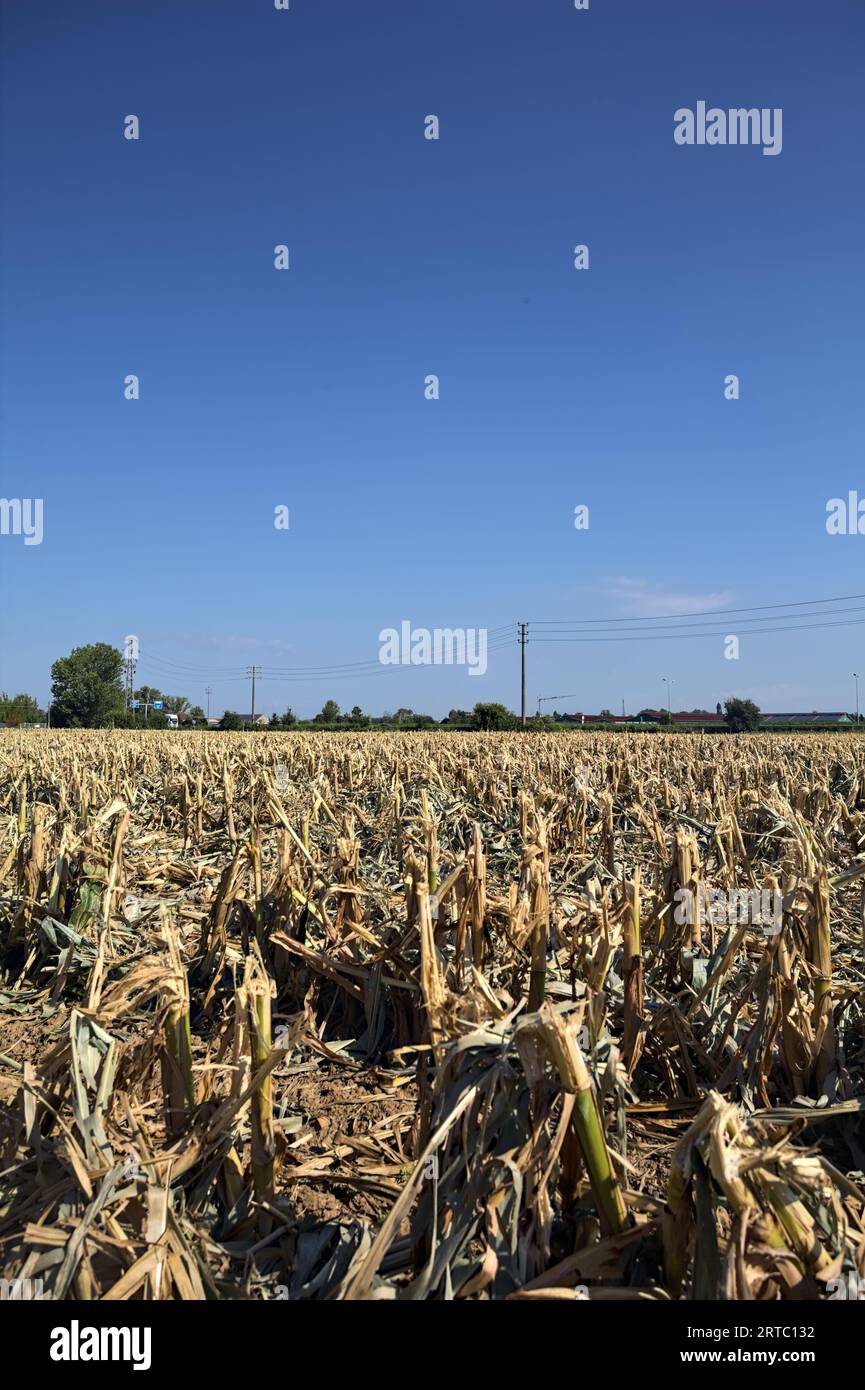 Mowed corn field with wooden pylons and over head cables on a sunny day ...