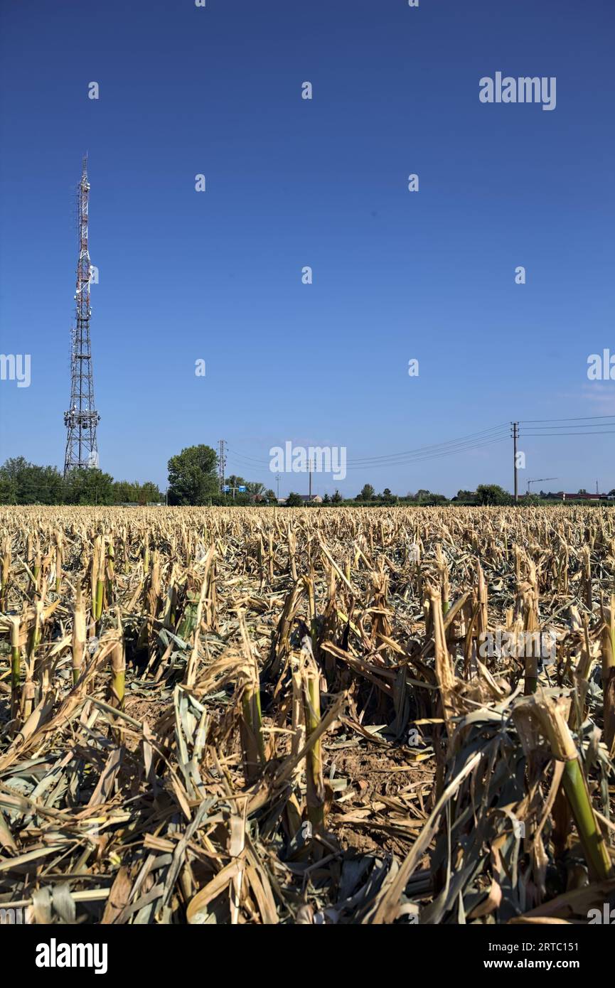 Mowed corn field next to a road with wooden pylons and a radio antenna ...
