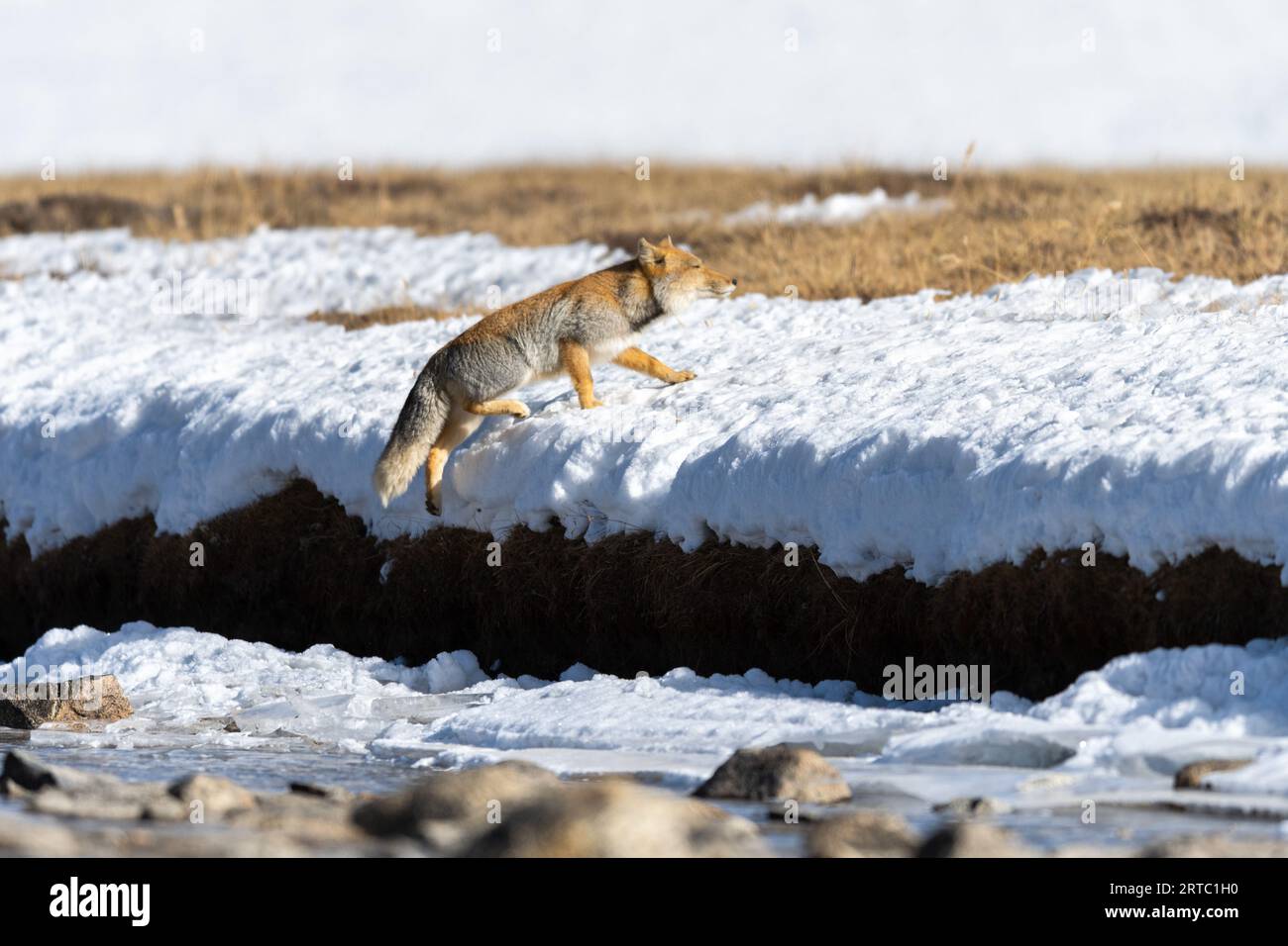 Tibetan sand fox from gurudongmar lake, North Sikkim Stock Photo - Alamy
