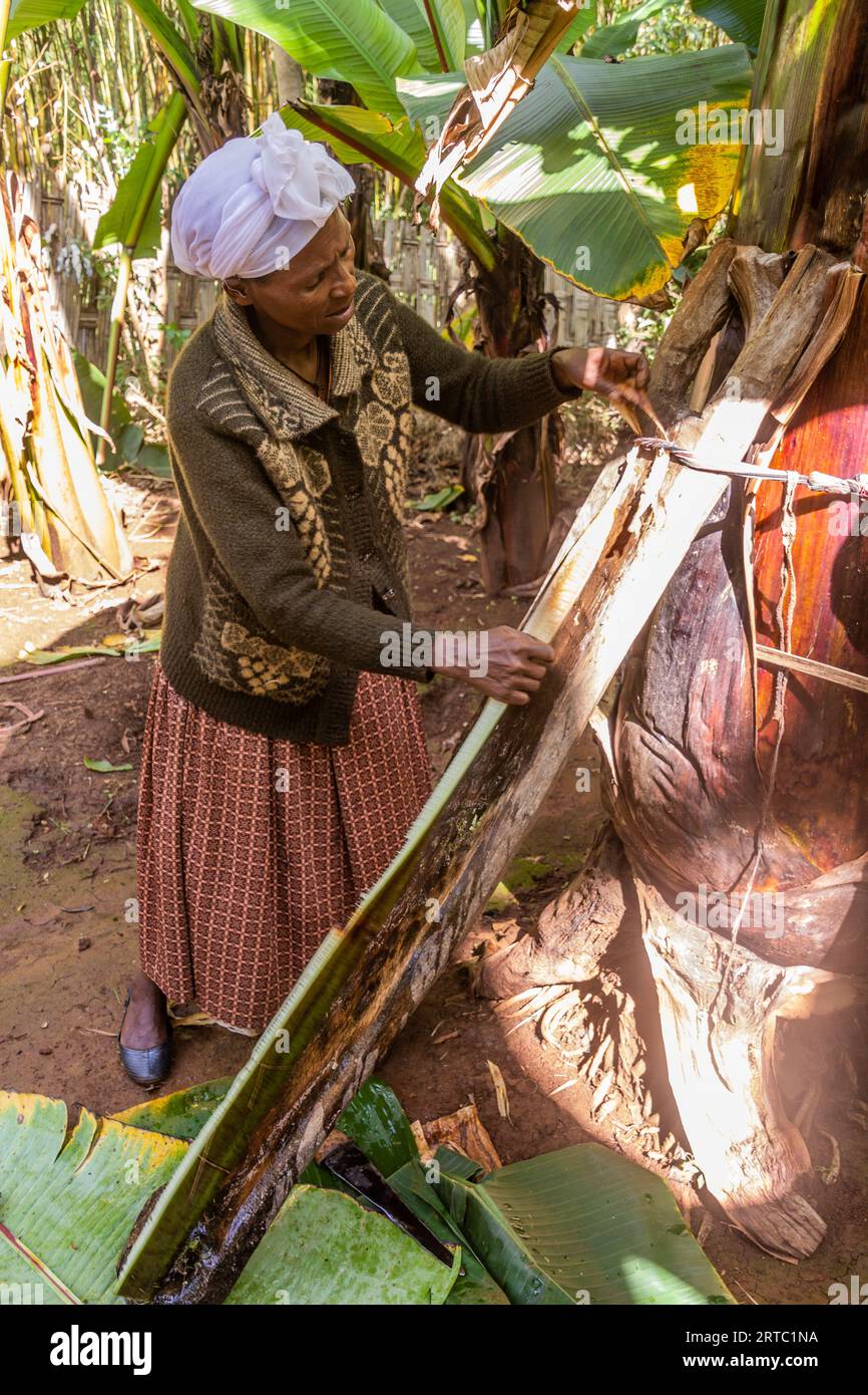 DORZE, ETHIOPIA - JANUARY 30, 2020: Dorze woman is collecting enset ...